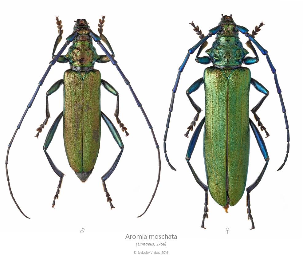 Cerambycinae :: Coleoptera-Vrchlabsko