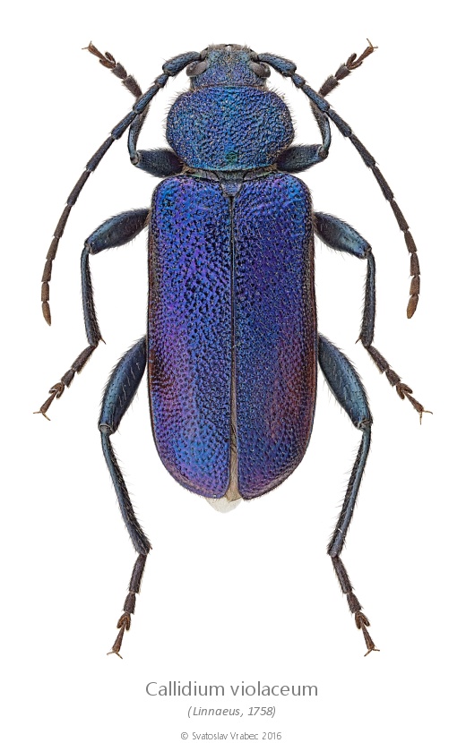 Callidium :: Coleoptera-Vrchlabsko