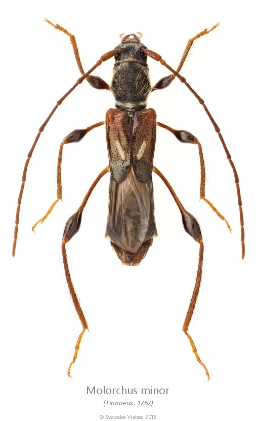 Cerambycinae :: Coleoptera-Vrchlabsko