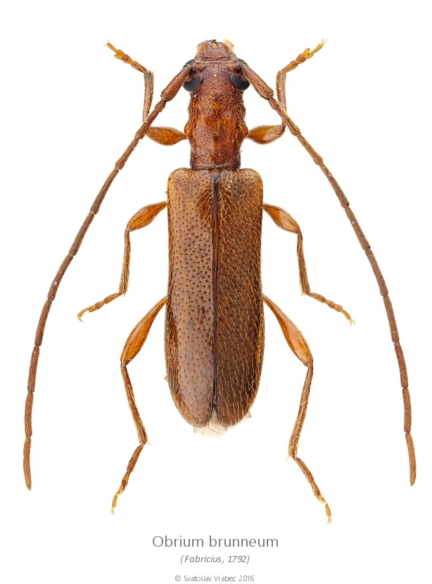 Obrium :: Coleoptera-Vrchlabsko