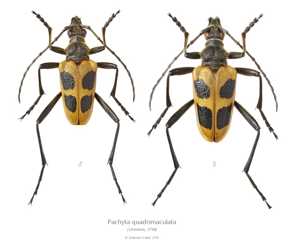 Pachyta :: Coleoptera-Vrchlabsko