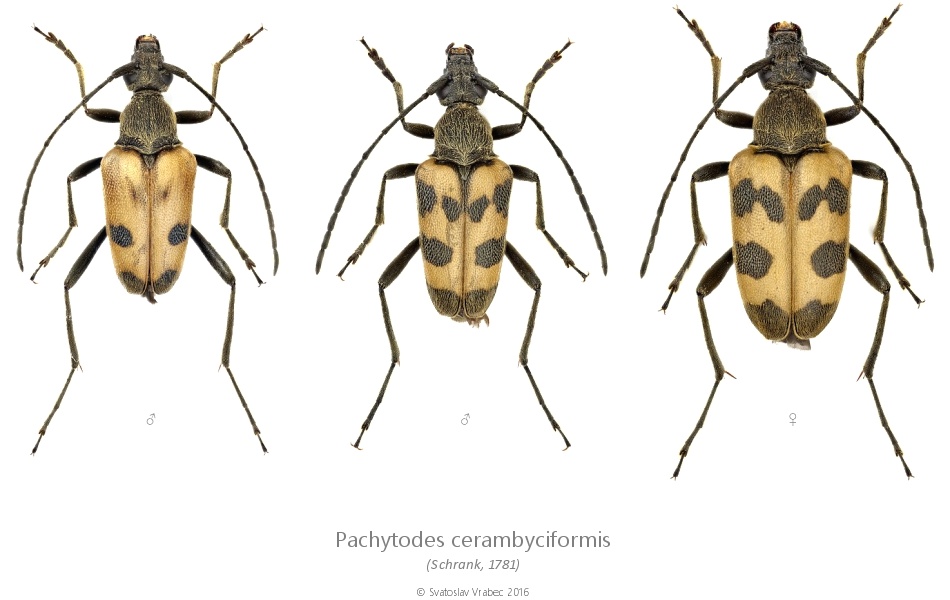 Pachytodes :: Coleoptera-Vrchlabsko
